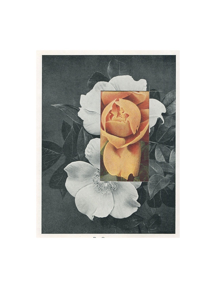 Orange Rose par Vesna Vrdoljak - Amelie, Maison d'art