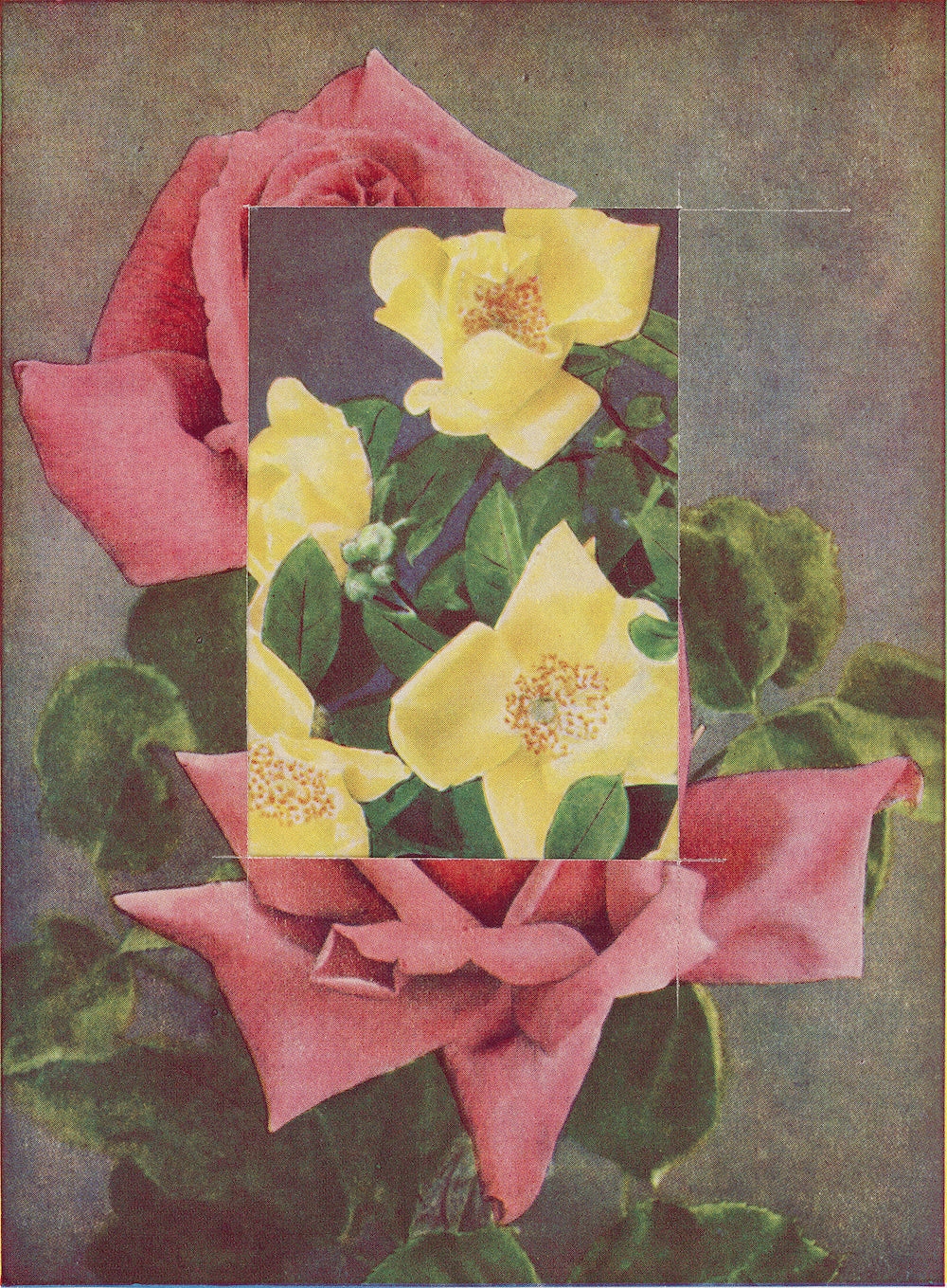 Roses red and yellow par Vesna Vrdoljak - Amelie, Maison d'art